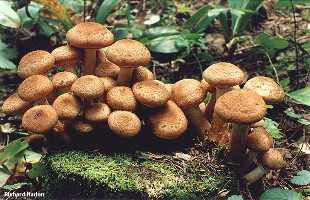 Humongous Fungus – The Drew Acorn