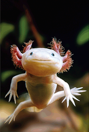 Axolotl’s Genome – The Drew Acorn